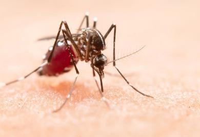 Sesa monitora três casos importados de malária