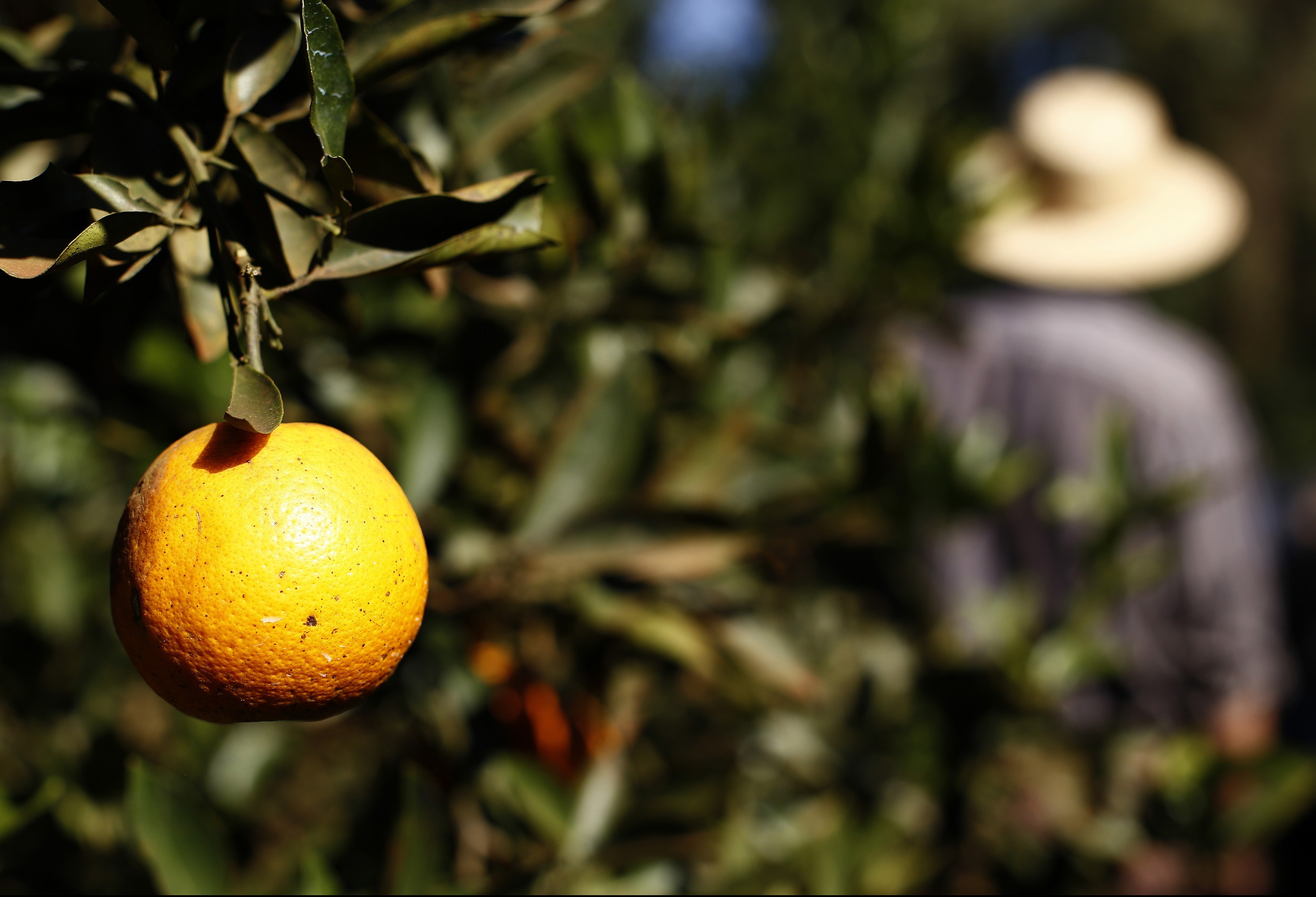 Greening avança de forma severa nos pomares de laranja