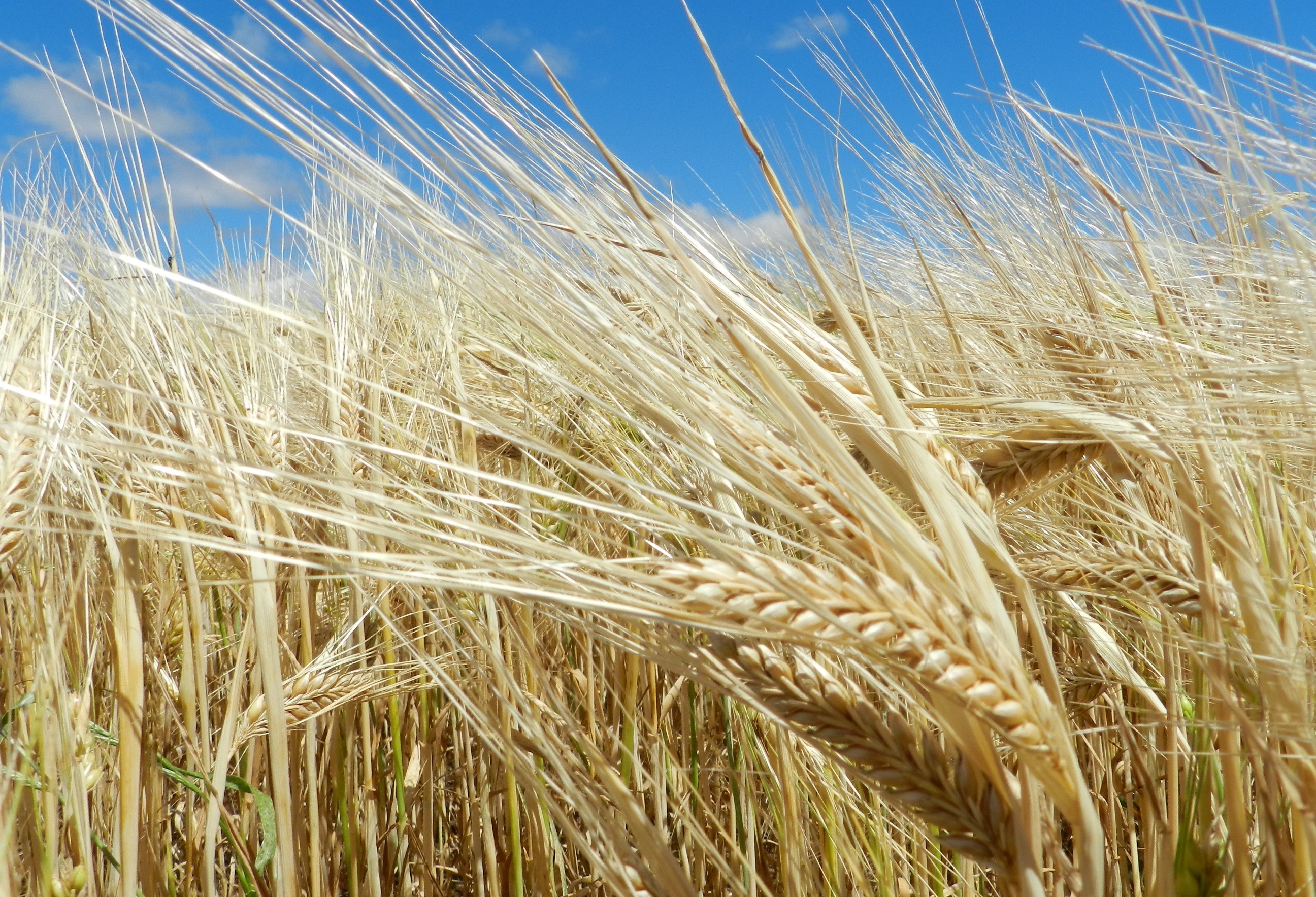 Produção nacional de cevada sobe 12%