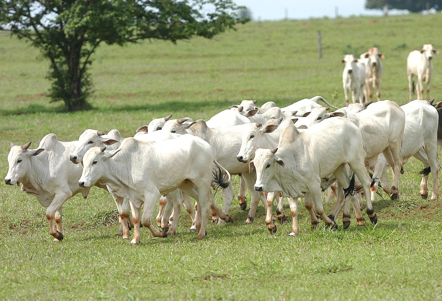 Alimentação do gado e qualidade da carne estão ligados