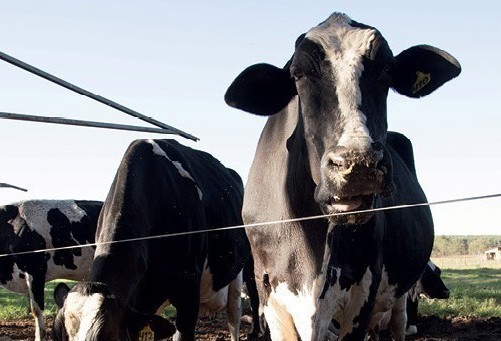 Vaca gorda custa R$ 230 a arroba em Paranavaí