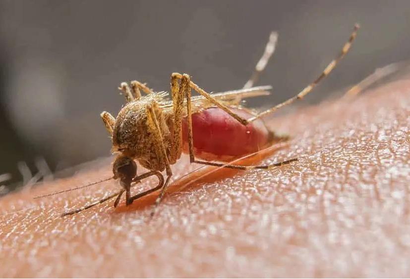 Sesa atualiza os casos de malária em monitoramento